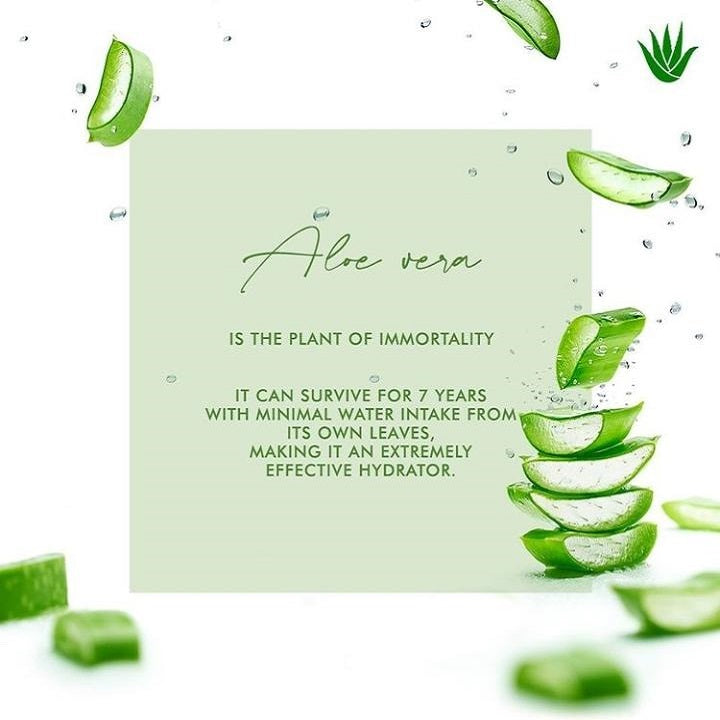 Aloelab | Lebanese Brand | Aloe Vera – Feel22